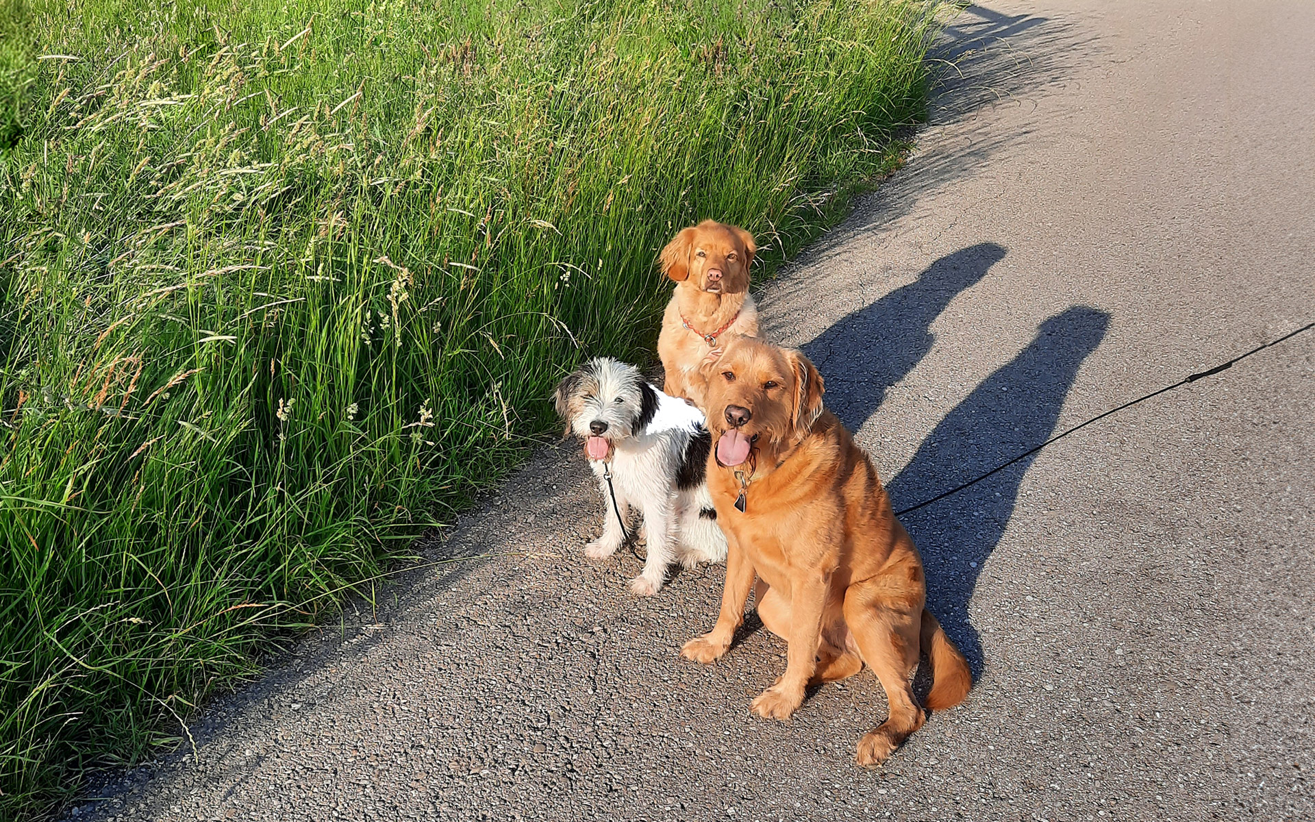 Dogwalking - Nicole Mayr