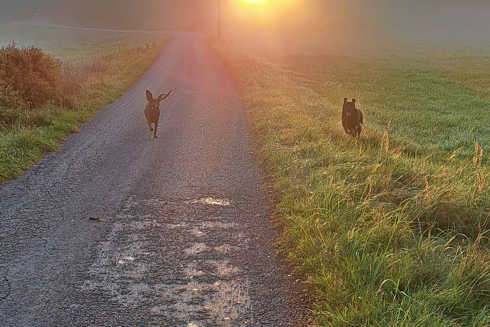 Dogwalking - Nicole Mayr